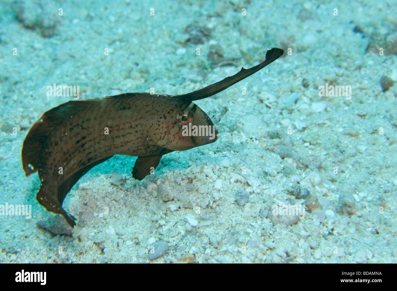 A juvenile Peacock Razorfish on a shallow reef in Yap Stock Photo - Alamy
