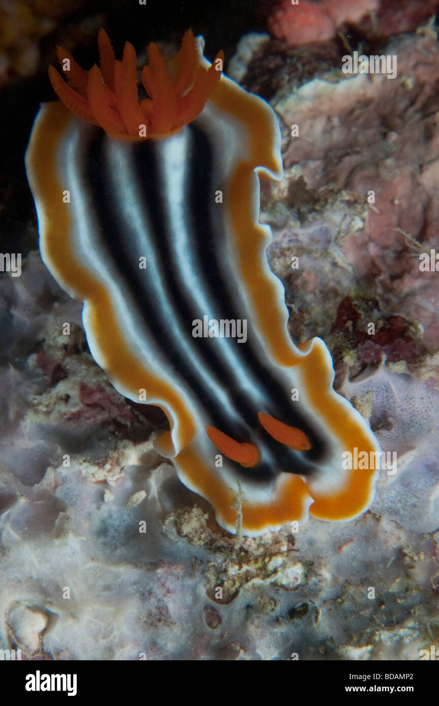A Chromodoris species nudibranch on a shallow reef in Yap Stock Photo ...