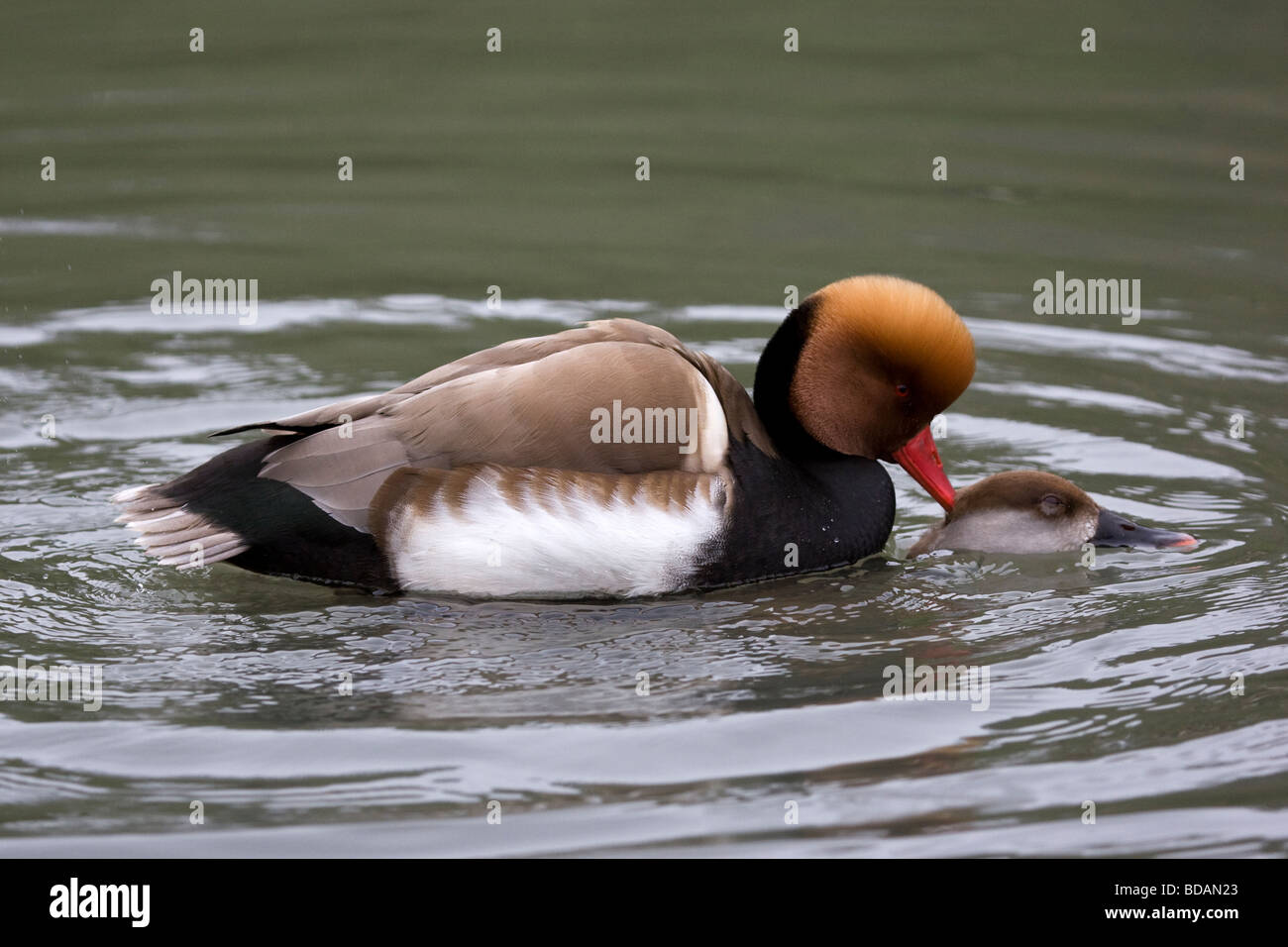Greater Brazilian Teal Ducks Mating Stock Photo - Alamy