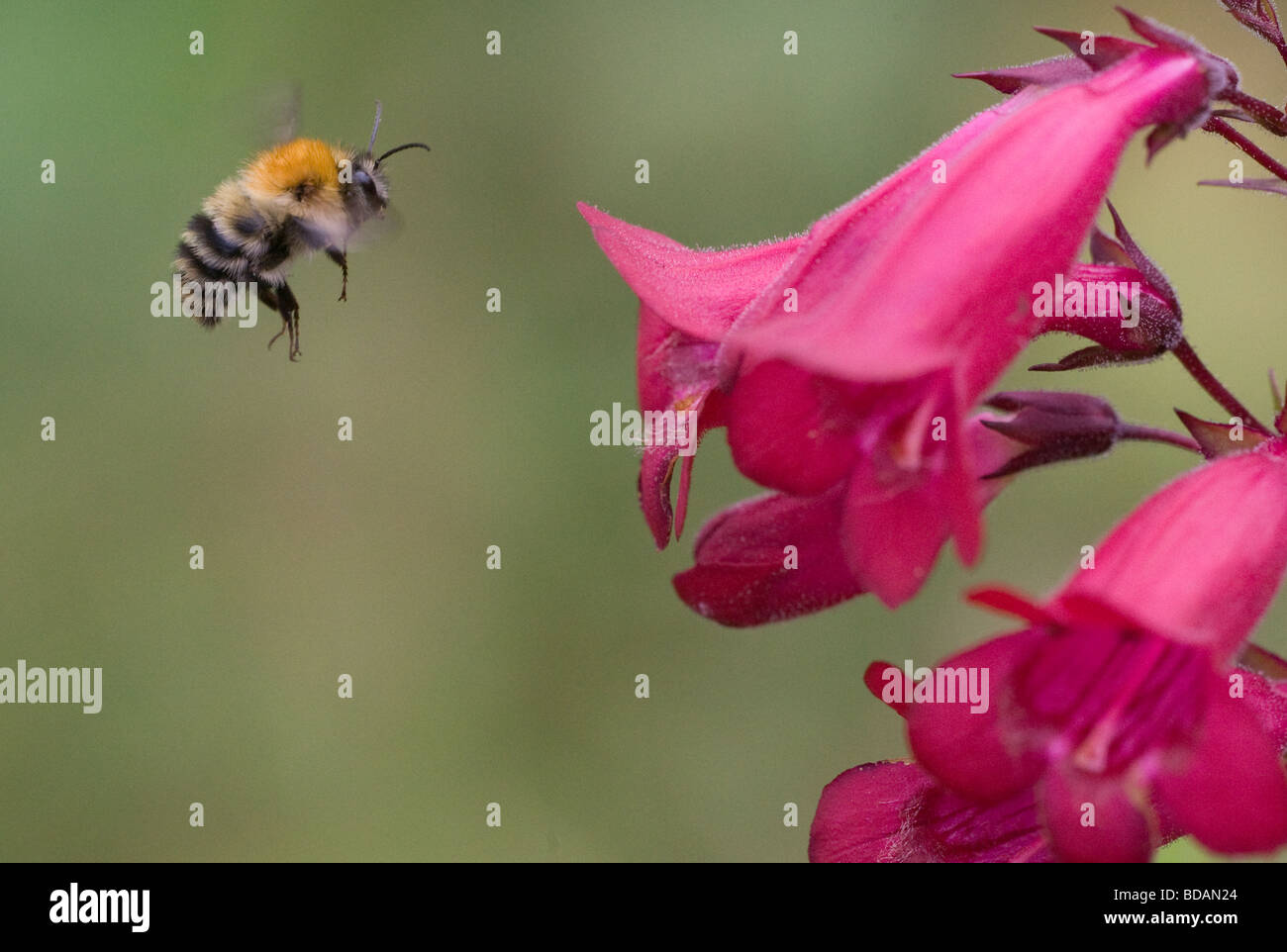 bumble bee landing on penstemon Stock Photo - Alamy