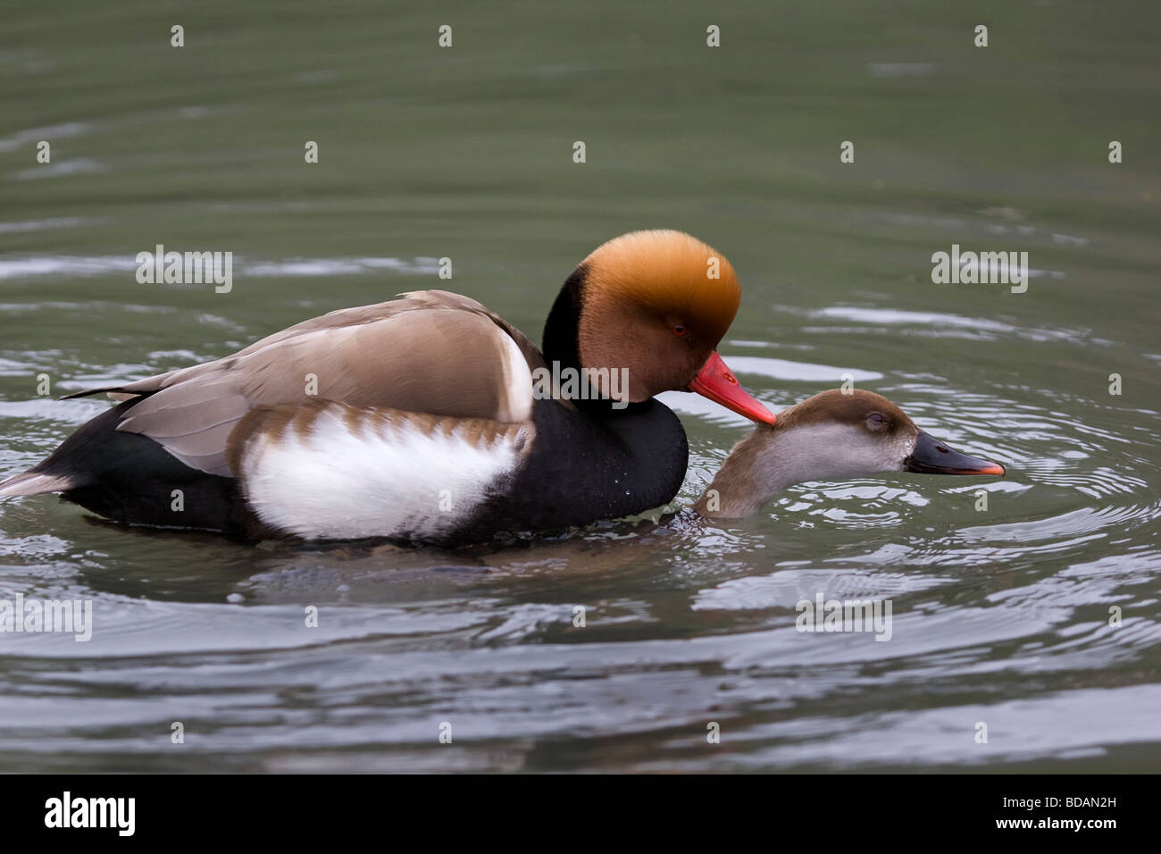 Greater Brazilian Teal Ducks Mating Stock Photo - Alamy
