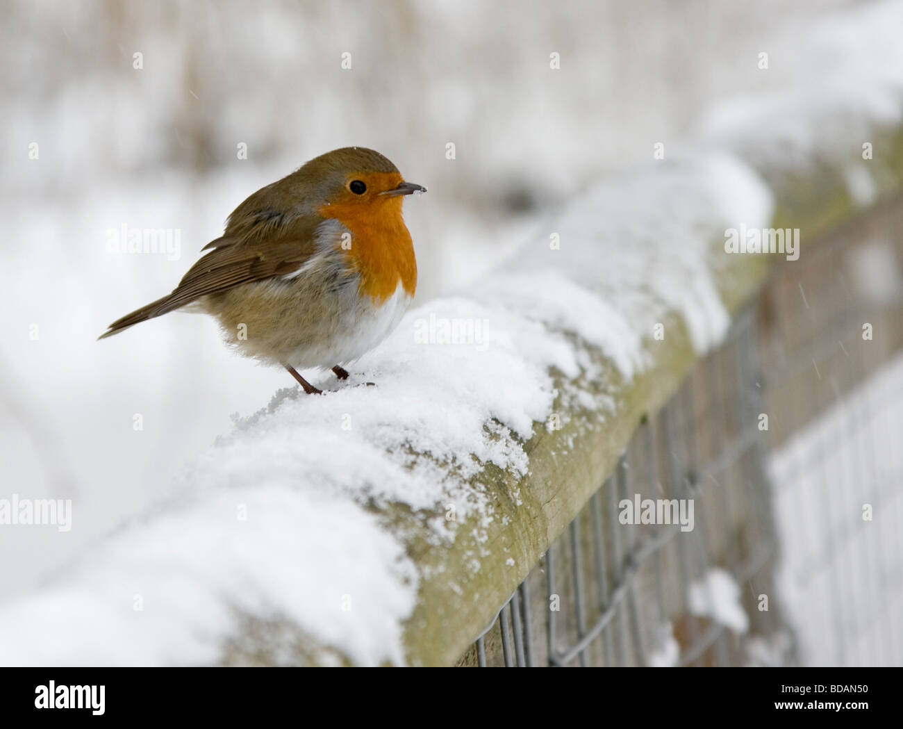 Side view of a red breasted robin standing on a snow covered fence at ...