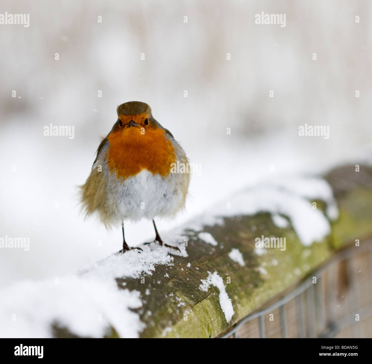 Red breasted robin standing on a snow covered fence and staring at the ...