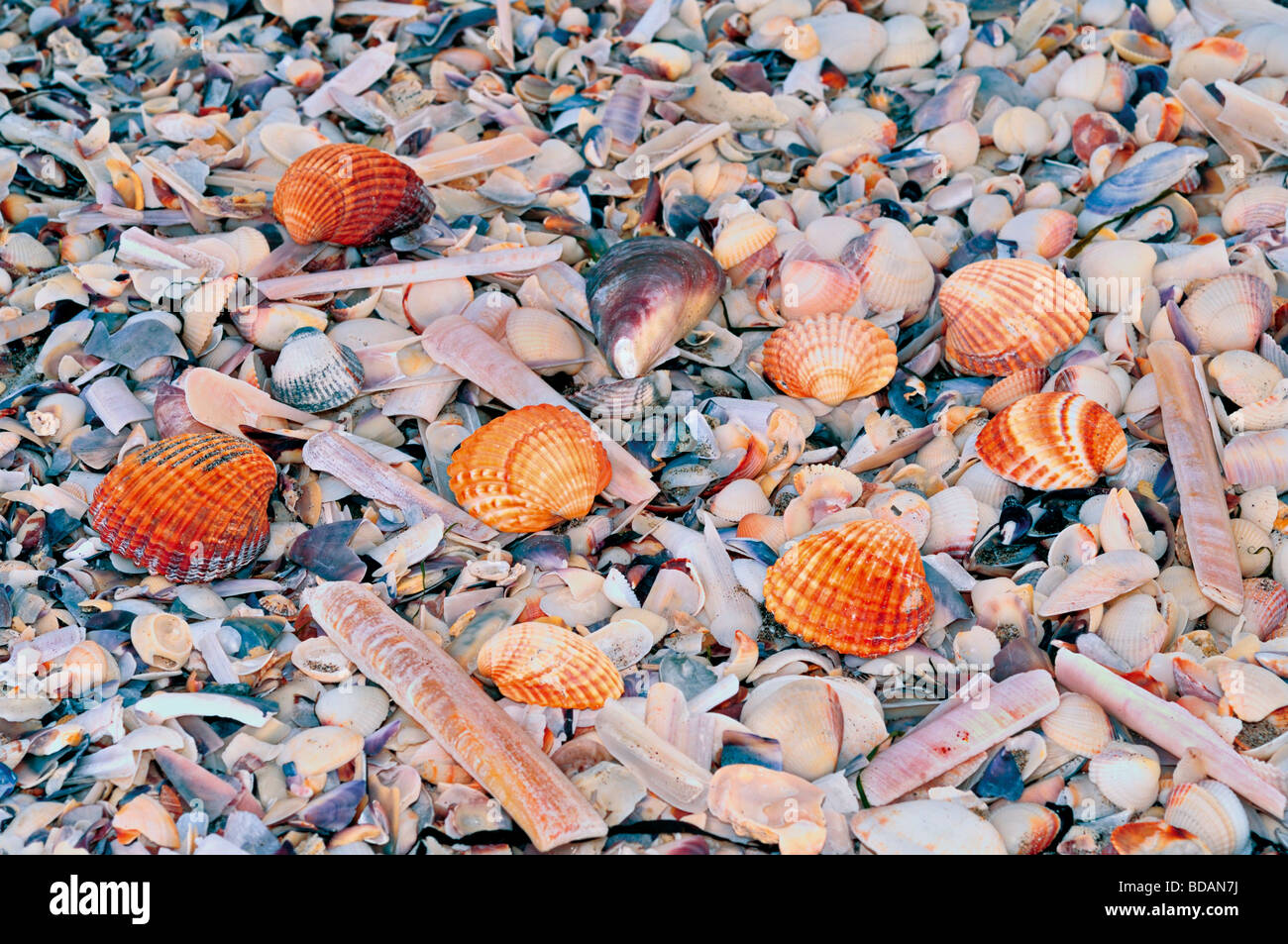Portugal, Alentejo: Shells at the beach of Melides Stock Photo - Alamy