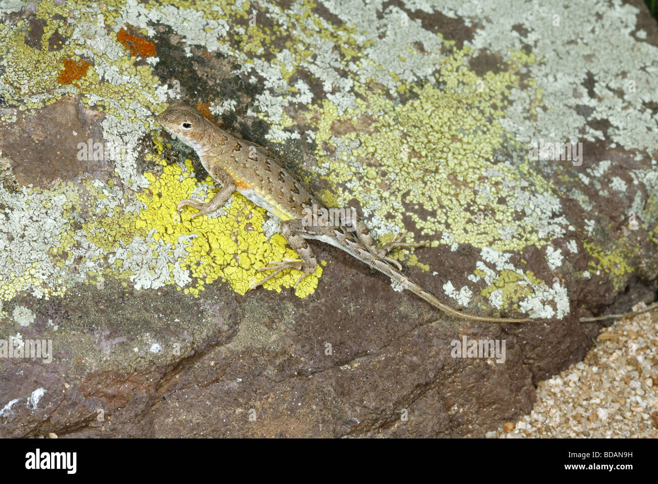 Fast lizard hi-res stock photography and images - Alamy