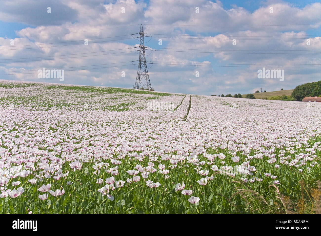 Opium Poppy Field Stock Photo - Alamy