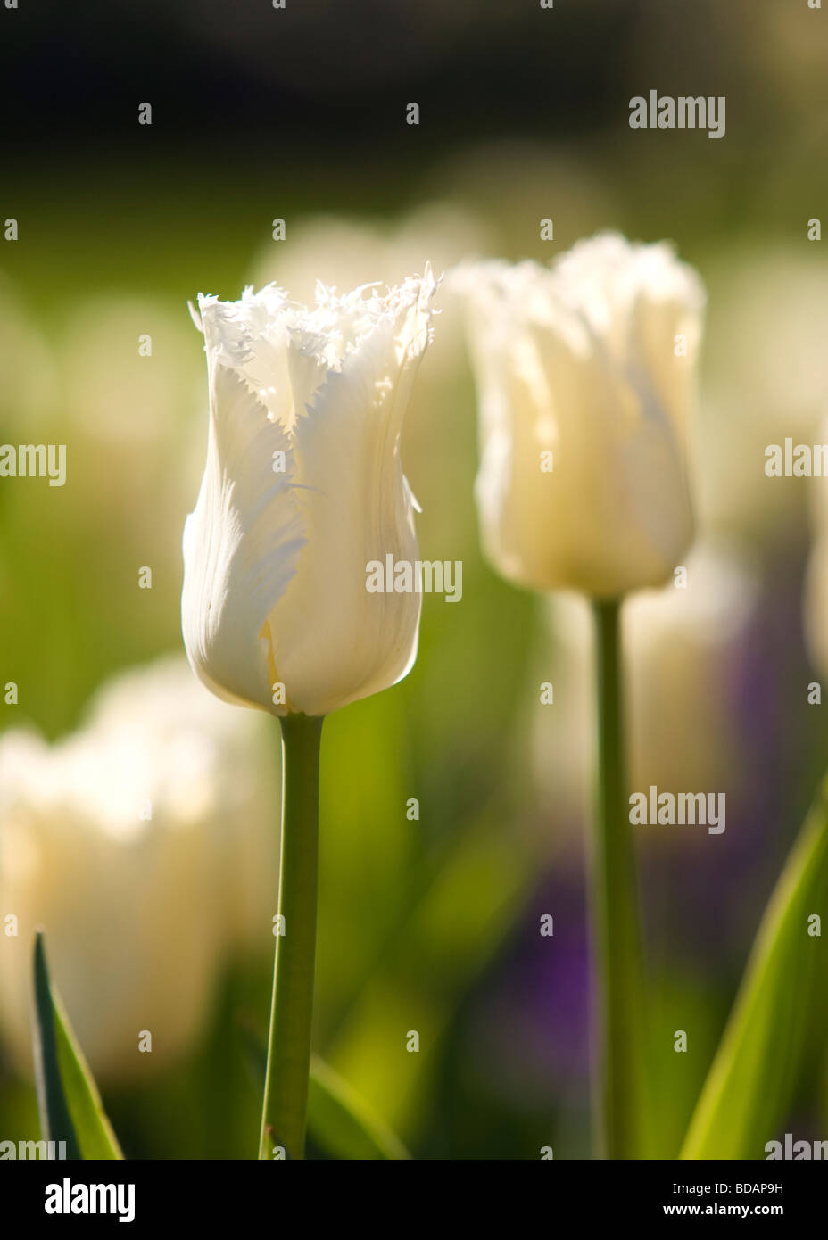 White tulips hi-res stock photography and images - Alamy