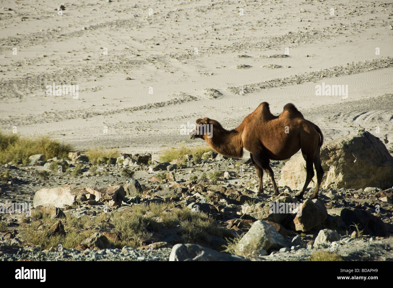 Bactrian camel in ladakh hi-res stock photography and images - Alamy
