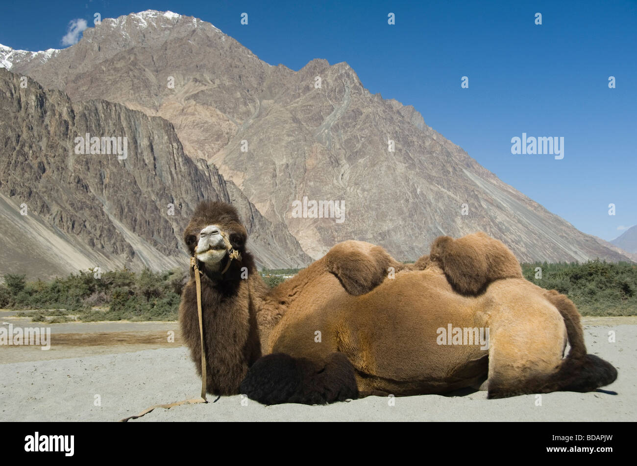Bactrian camel sitting in a desert, Hunder, Nubra Valley, Ladakh, Jammu ...