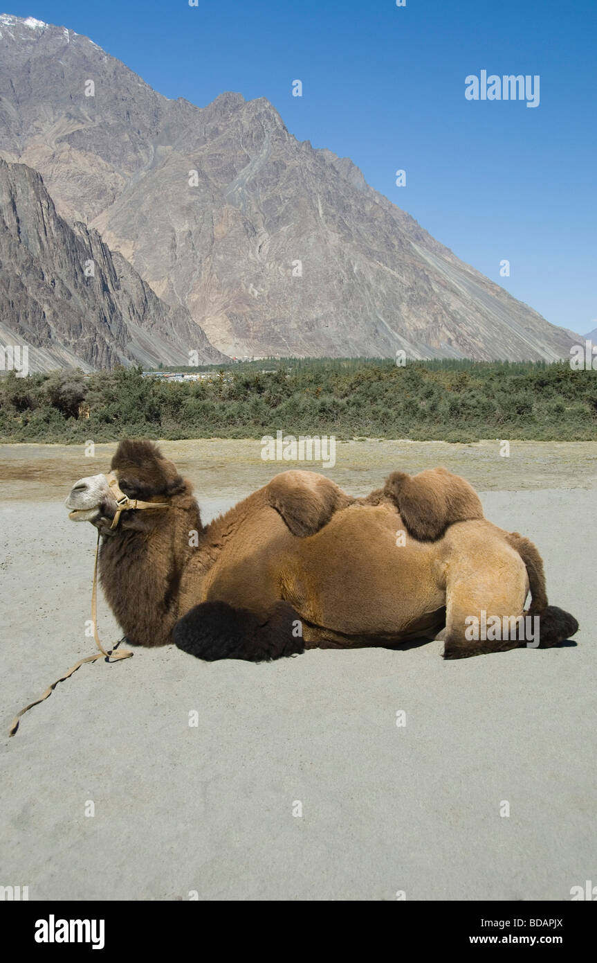 Bactrian camel sitting in a desert, Hunder, Nubra Valley, Ladakh, Jammu ...