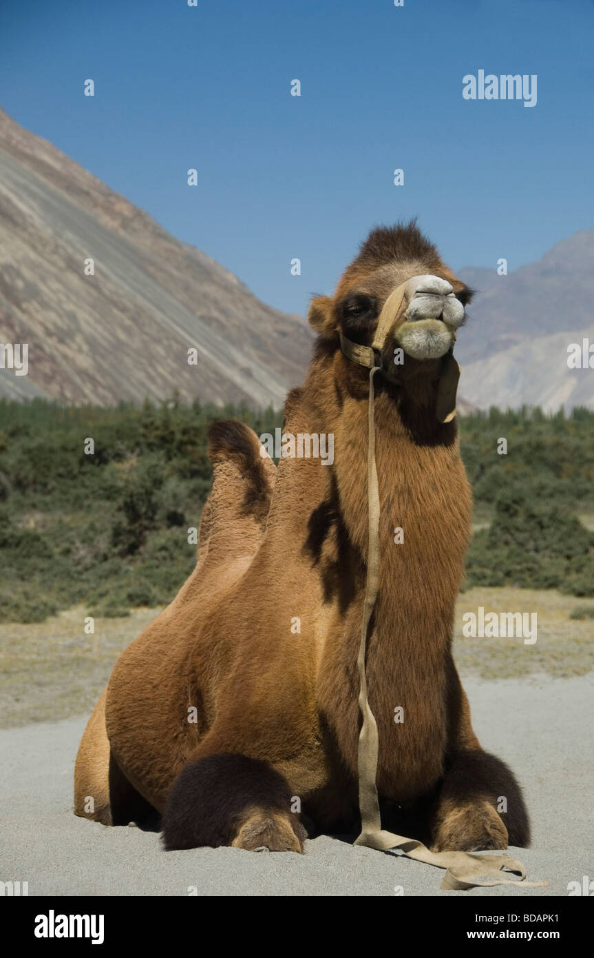 Bactrian camel sitting hi-res stock photography and images - Alamy