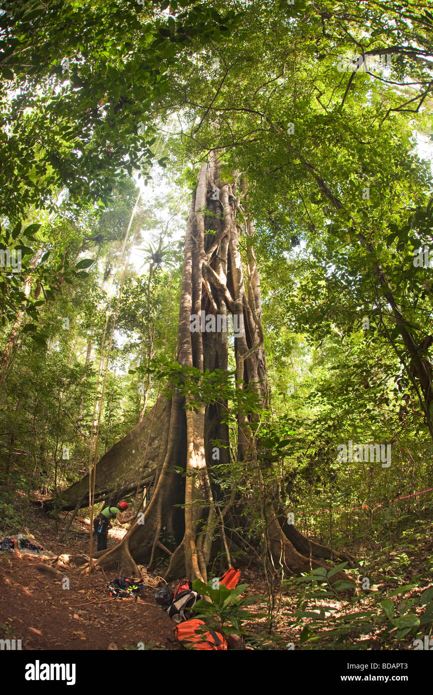 Indonesia Sulawesi Operation Wallacea Lambusango forest reserve fig ...