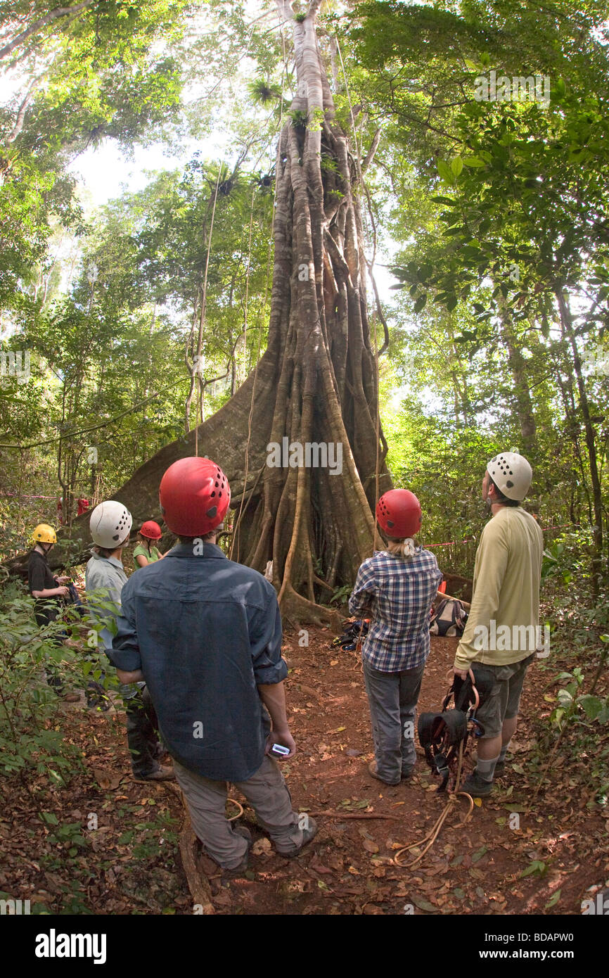 Indonesia Sulawesi Operation Wallacea Lambusango forest reserve canopy ...