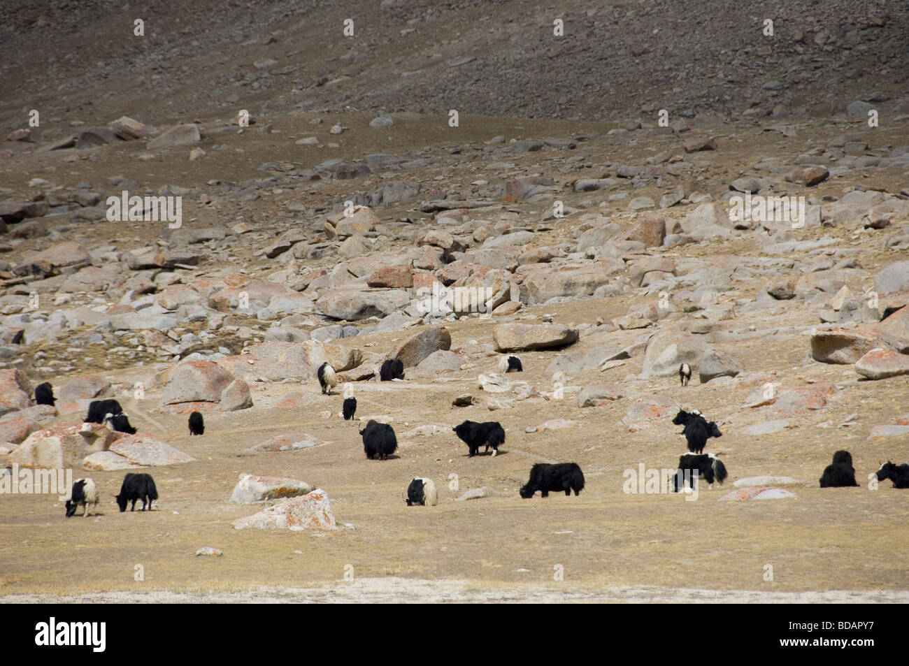 Large group yaks grazing hi-res stock photography and images - Alamy