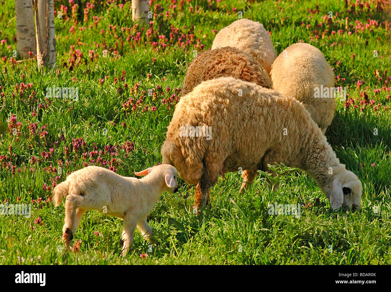 Sheeps in the field at the Turkish countryside Stock Photo - Alamy