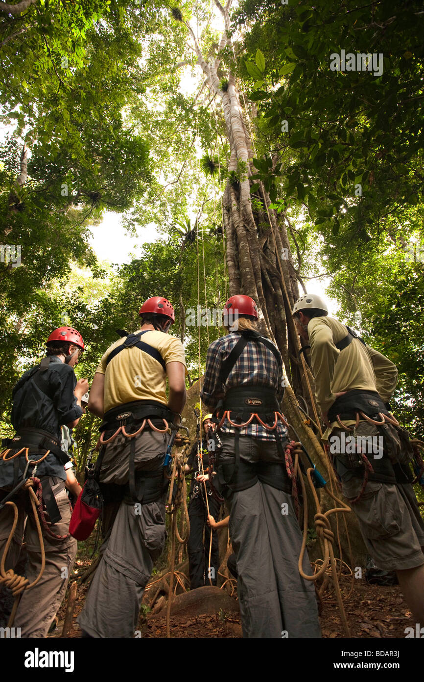 Indonesia Sulawesi Operation Wallacea Lambusango forest reserve canopy ...