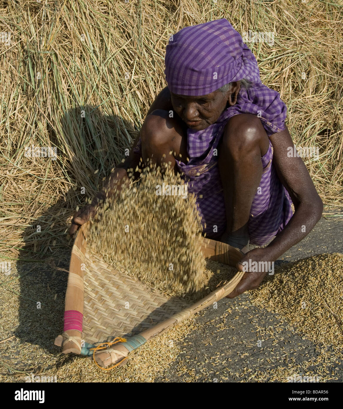 Indian woman harvesting rice hi-res stock photography and images - Alamy