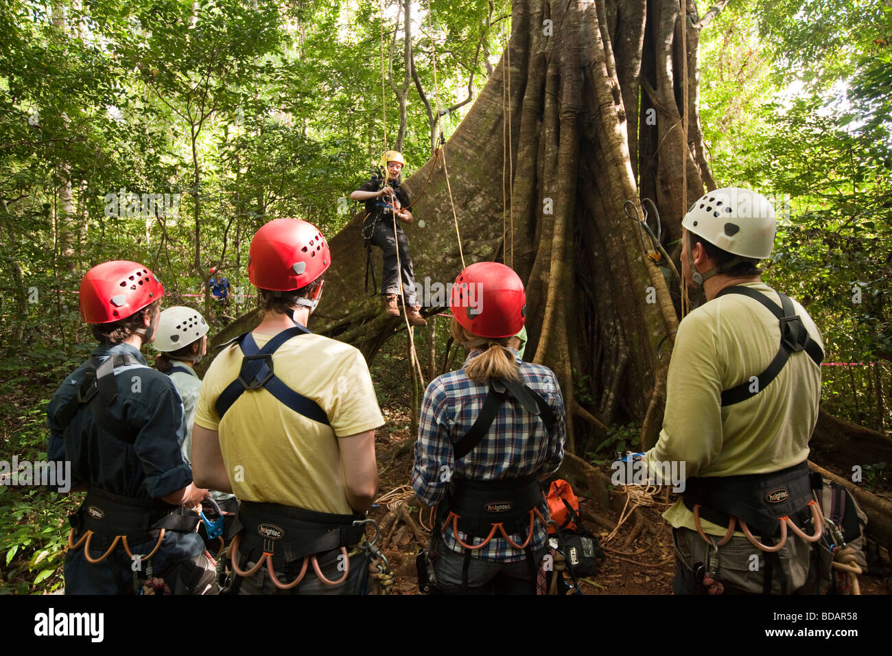 Indonesia Sulawesi Operation Wallacea Lambusango forest reserve canopy ...