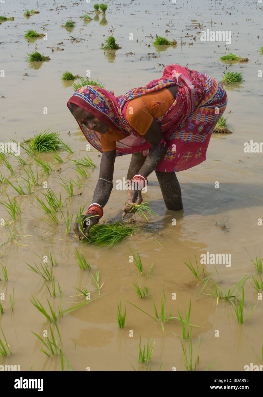 Indian women planting rice plants hi-res stock photography and images ...