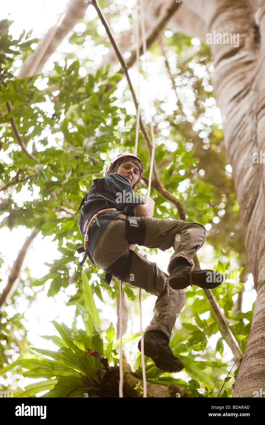 Indonesia Sulawesi Operation Wallacea Lambusango forest reserve canopy ...