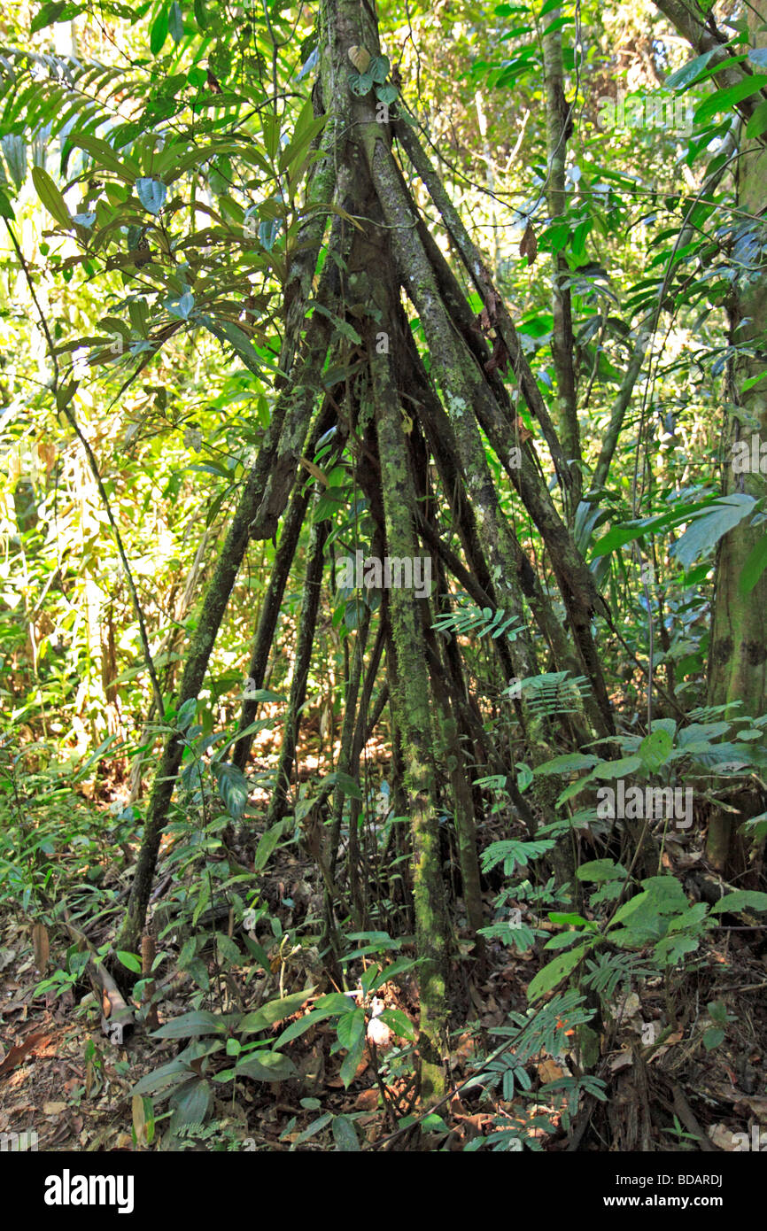 Palm tree with roots hi-res stock photography and images - Alamy