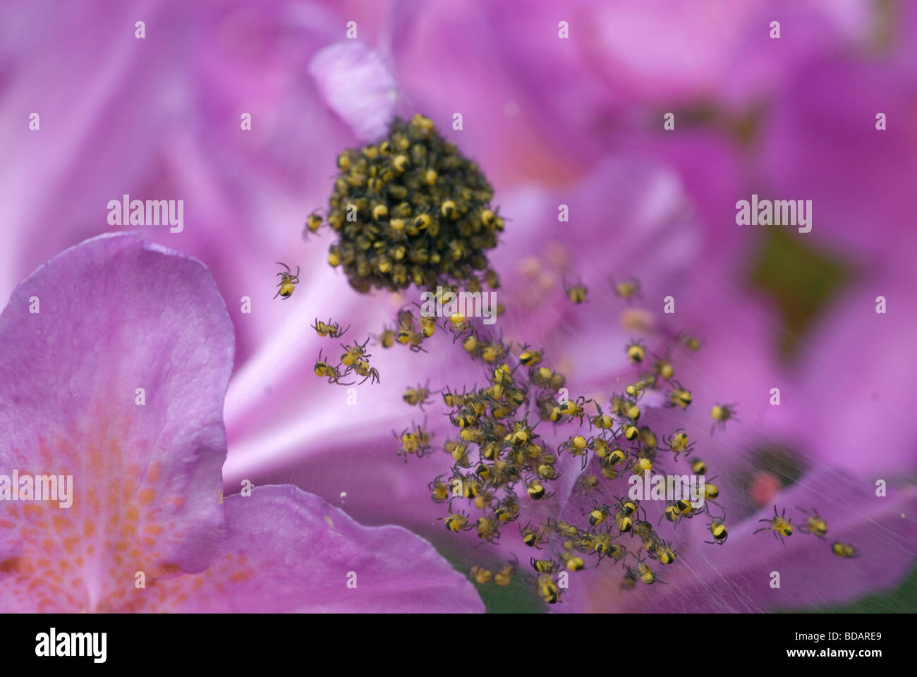 Baby spiders hi-res stock photography and images - Alamy