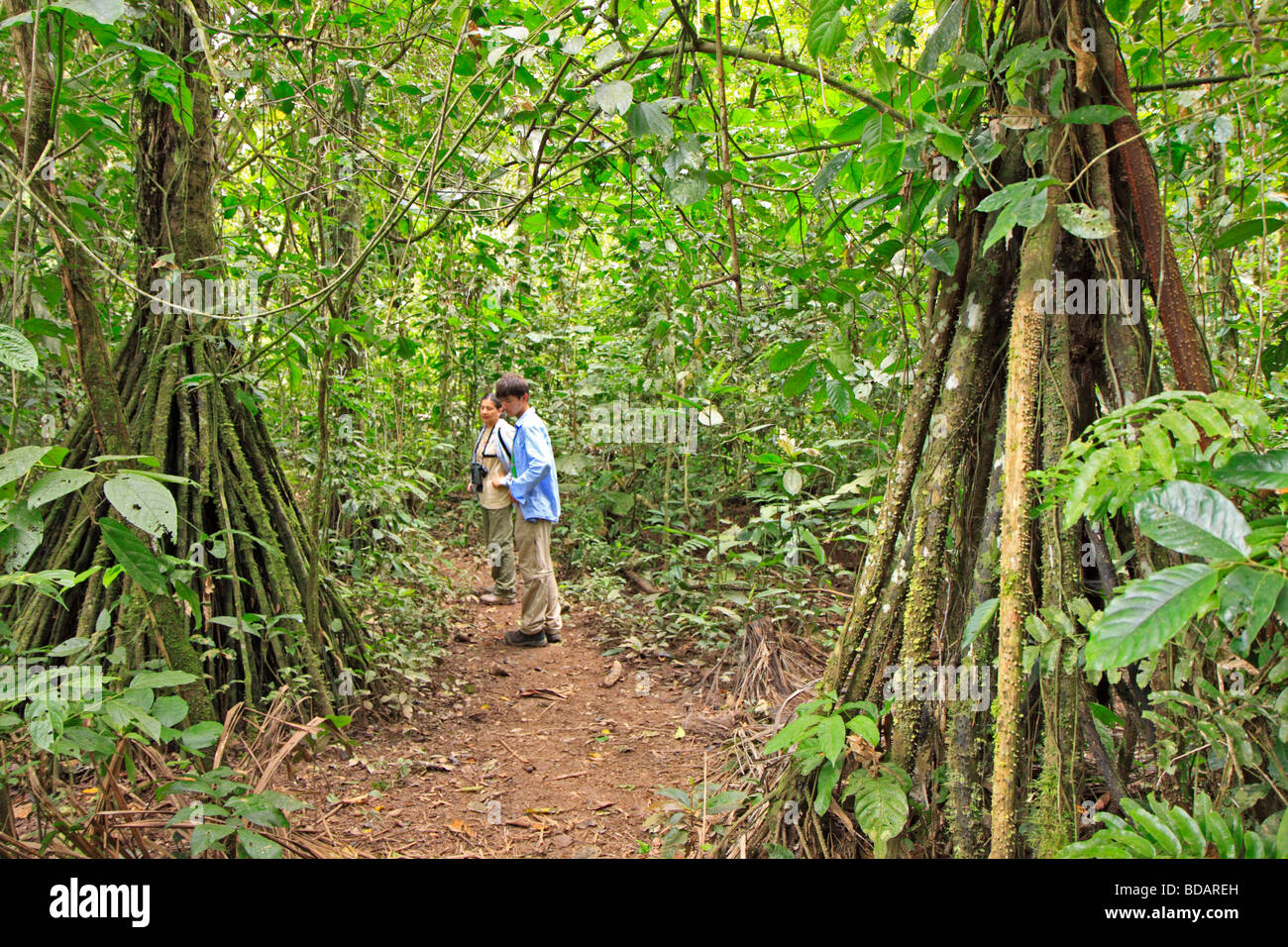 walking palm trees, Tambopata National Reserve, Amazon Area, Peru ...