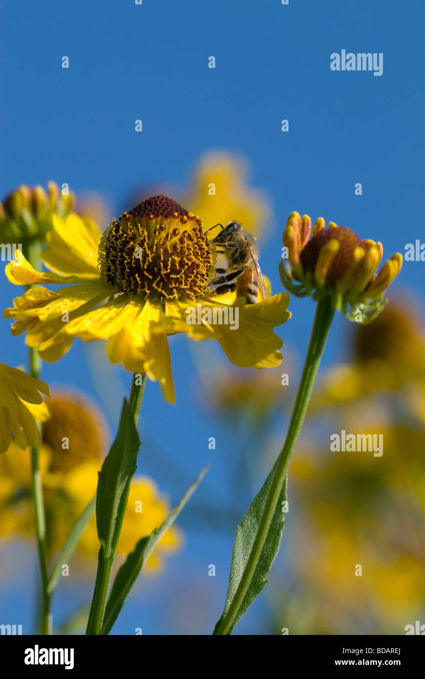 HONEY BEE ON HELENIUM THE BISHOP Stock Photo - Alamy