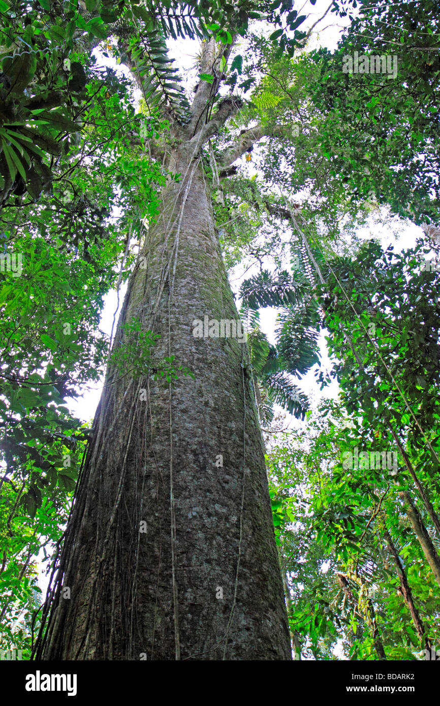giant tree, Tambopata National Reserve, Amazon Area, Peru, South ...