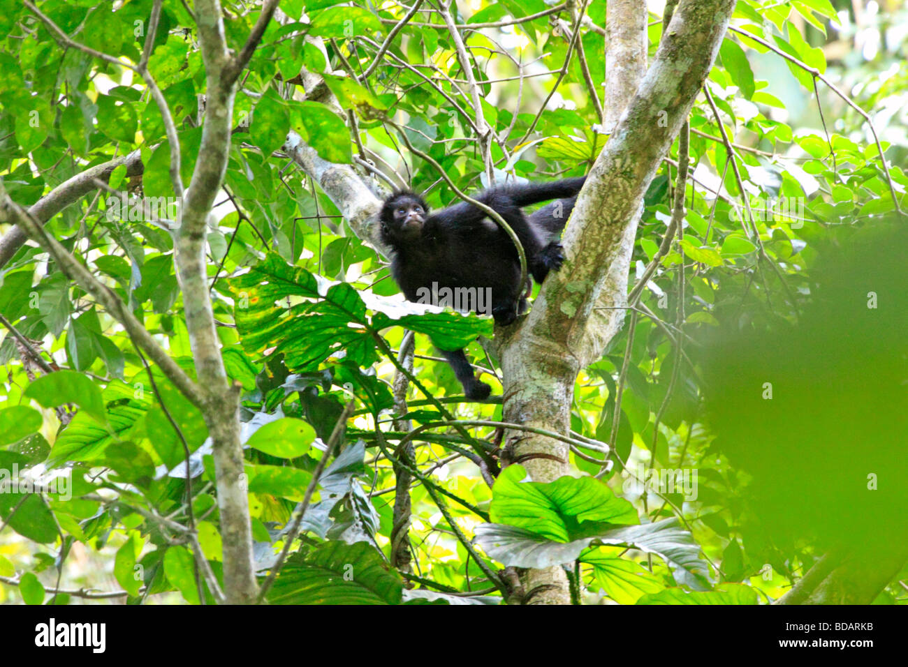 spider monkey, Tambopata National Reserve, Amazon Area, Peru, South ...