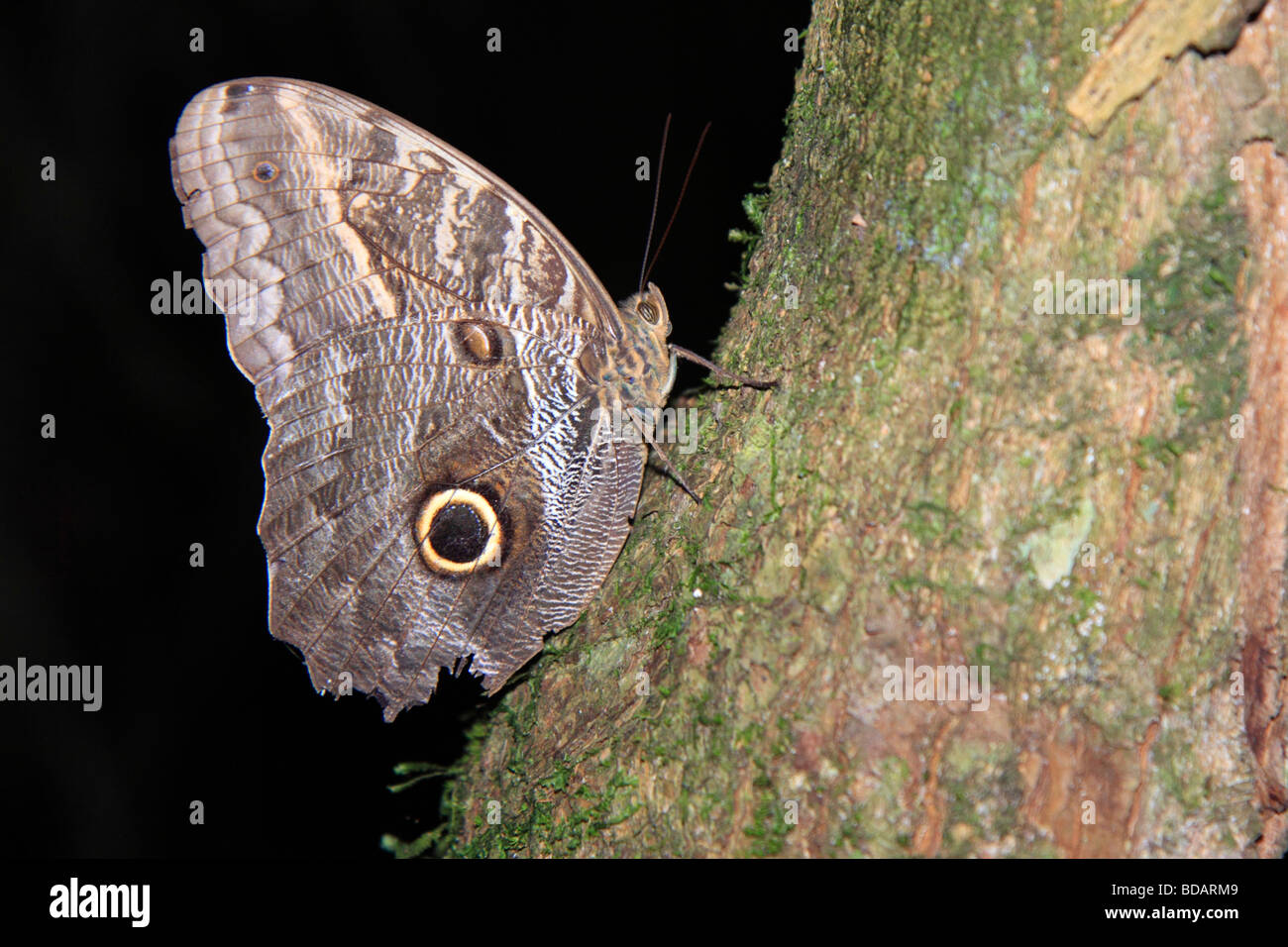 owl butterfly, Tambopata National Reserve, Amazon Area, Peru, South ...