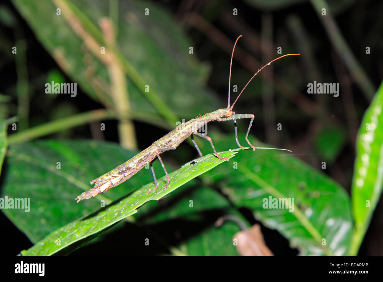 Phasmidae hi-res stock photography and images - Alamy