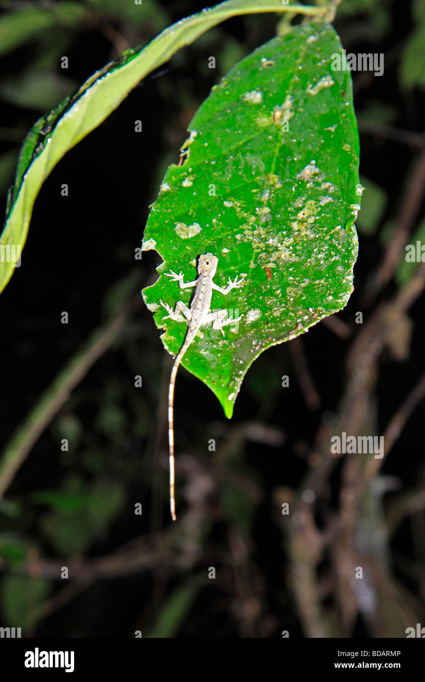lizard, Tambopata National Reserve, Amazon Area, Peru, South America ...