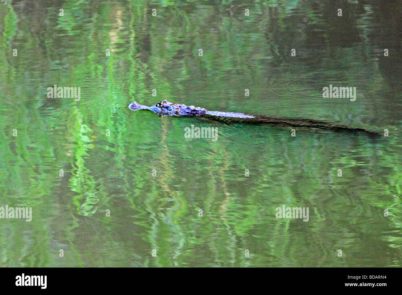 white caiman, Tambopata National Reserve, Amazon Area, Peru, South ...