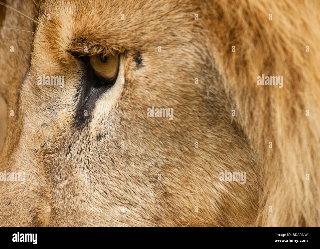 The face of a Lion Stock Photo - Alamy
