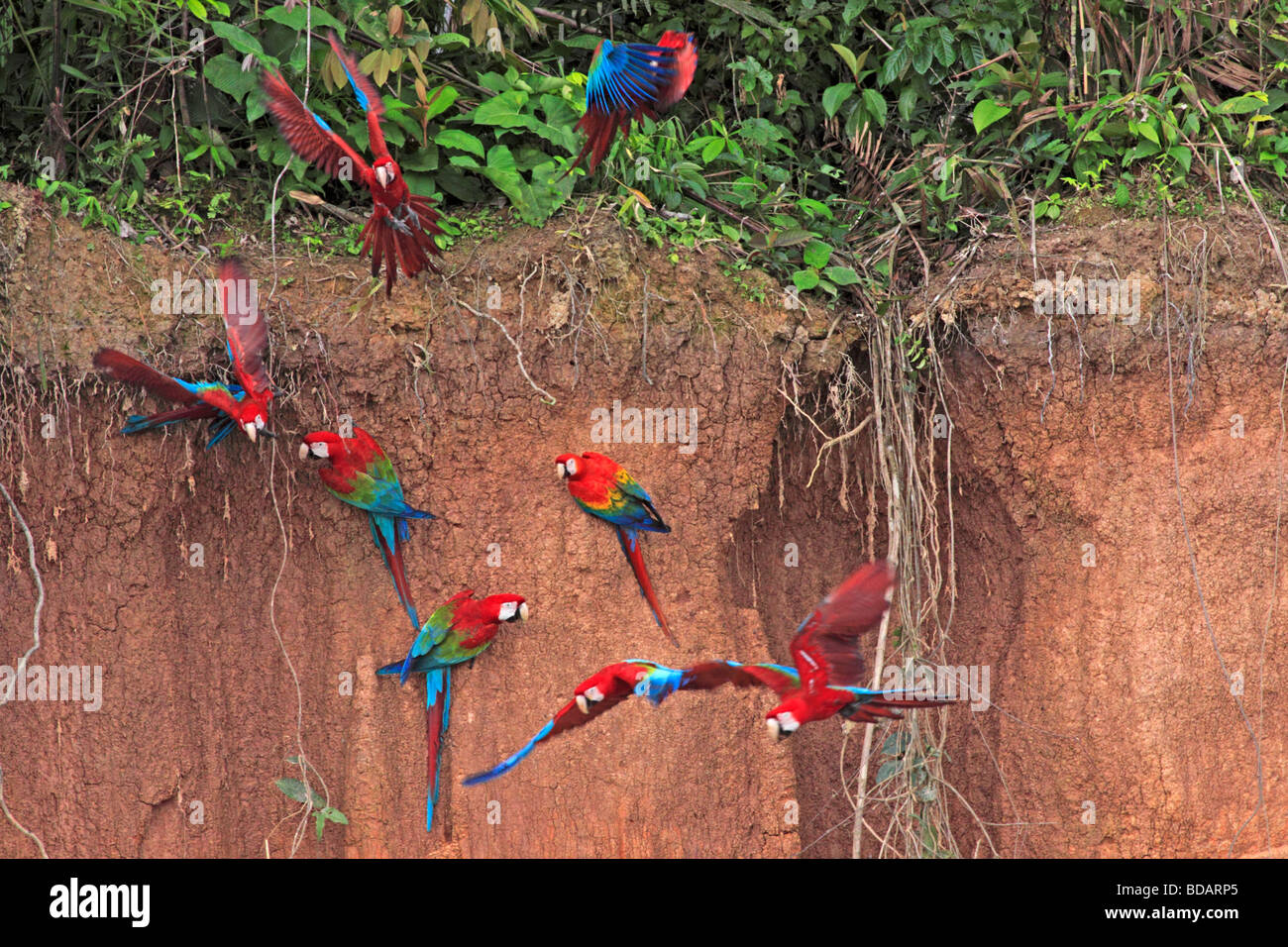 Macaw clay lick hi-res stock photography and images - Alamy