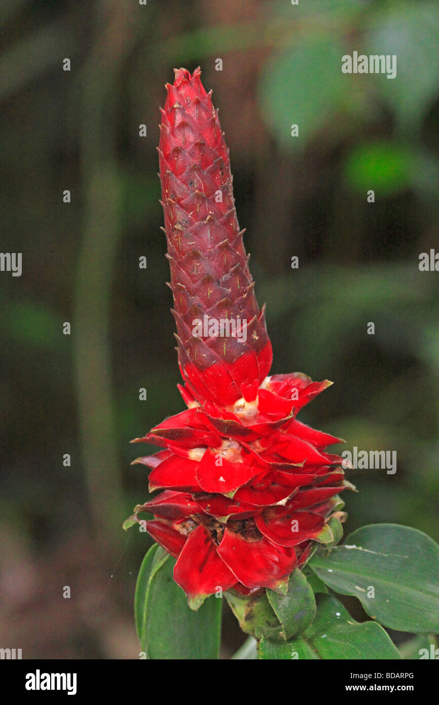 wild cane, Tambopata National Reserve, Amazon Area, Peru, South America ...