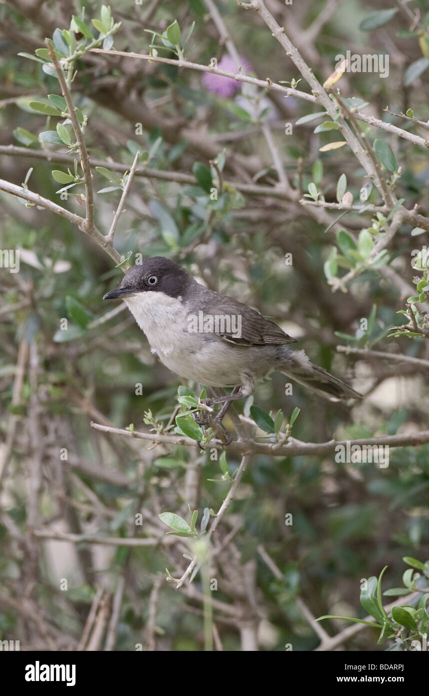 Orphean Warbler Sylvia hortensis on territory in Olive Grove Turkey ...