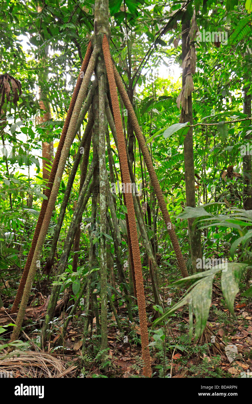 Palm tree with roots hi-res stock photography and images - Alamy