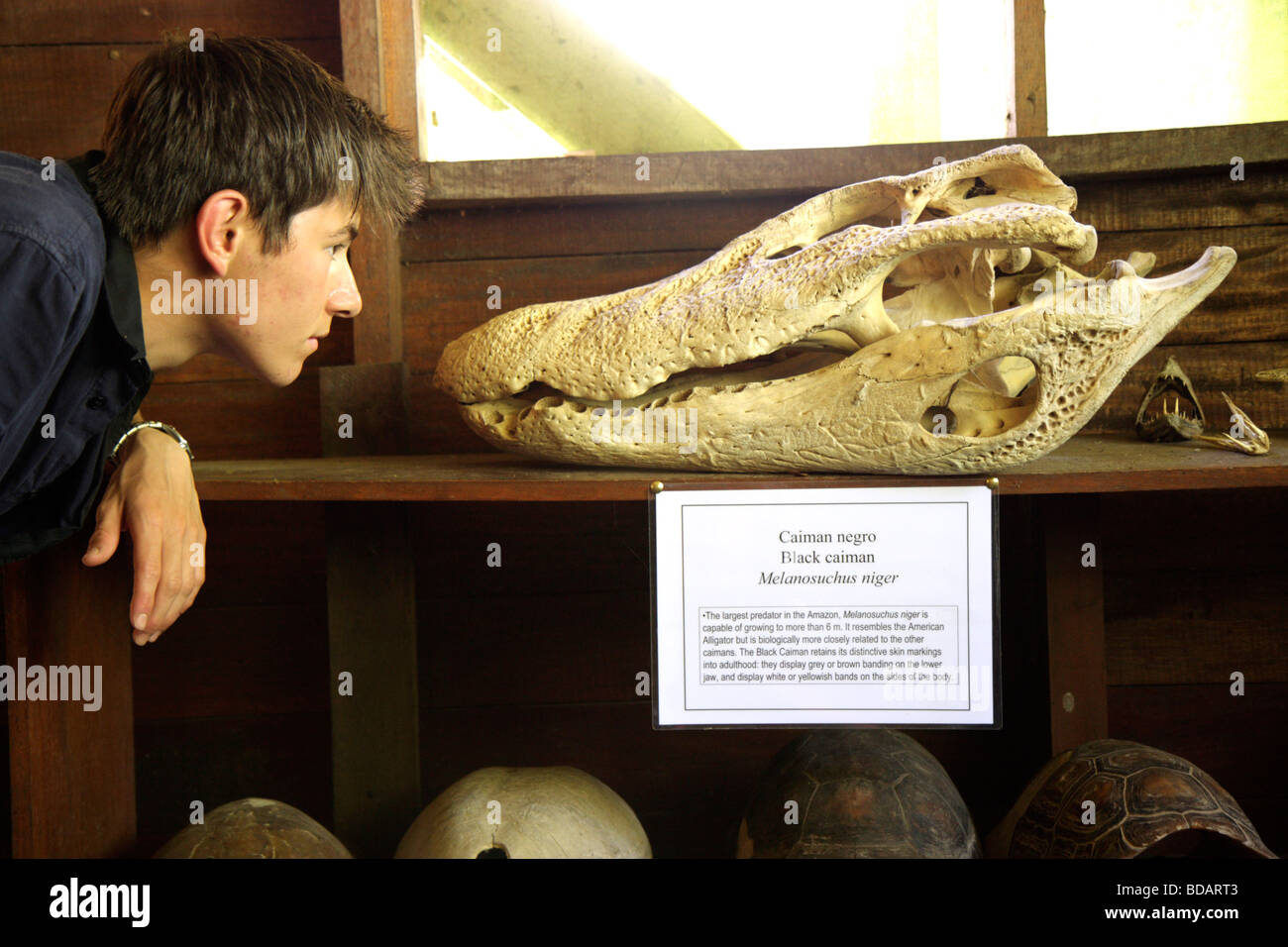 a boy looking at the skull of a caiman, Tambopata National Reserve ...