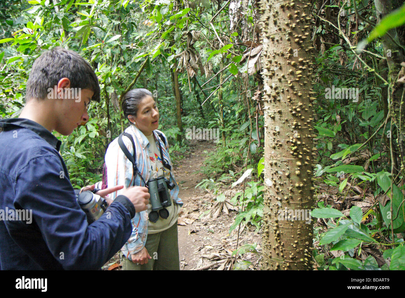 tour guide showing a papaya tree to a tourist, Tambopata National ...