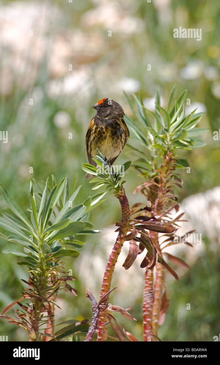 Red fronted Serin Saklikent ski resort near Antalya Southern Turkey ...