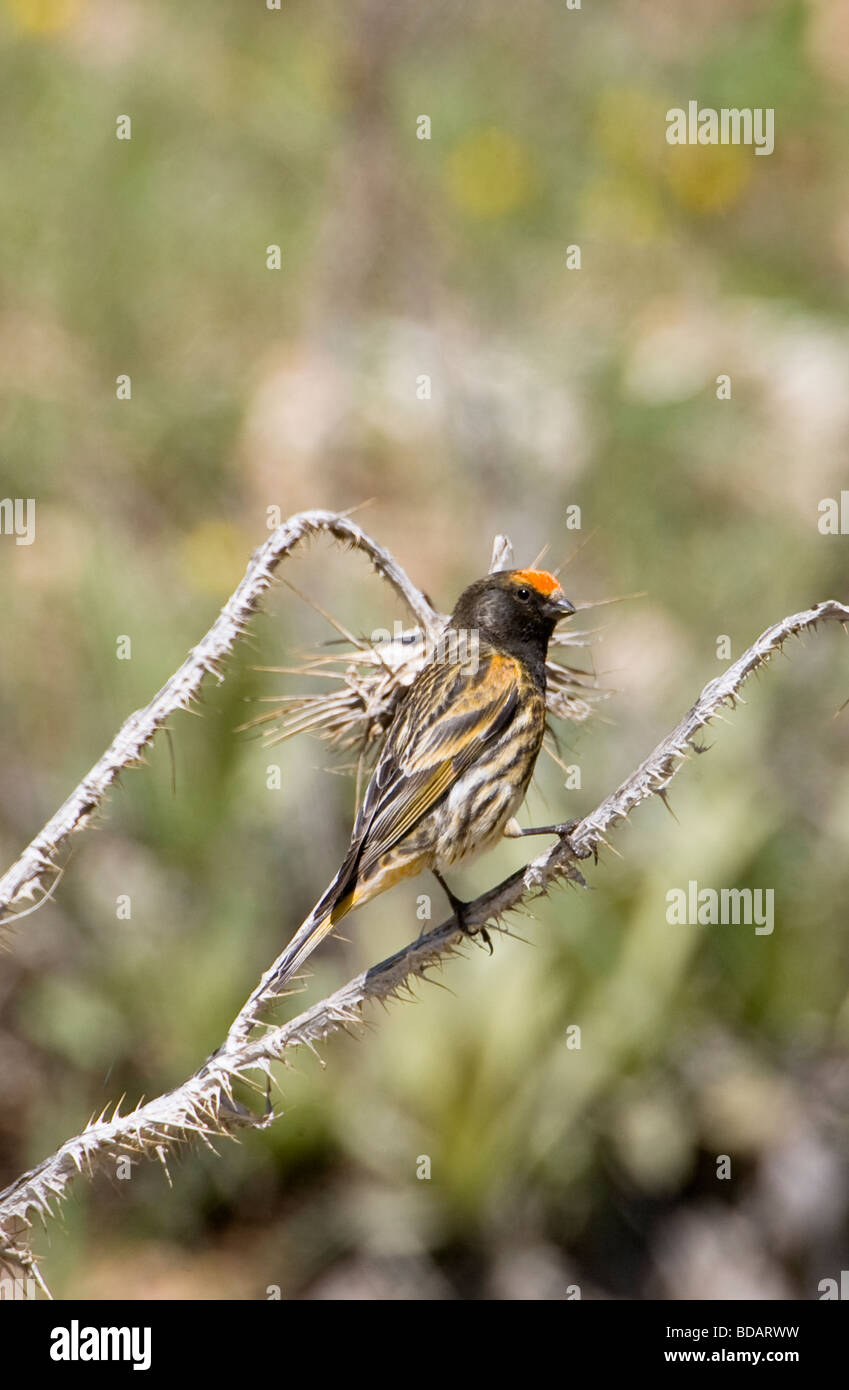 Mountain serin hi-res stock photography and images - Alamy