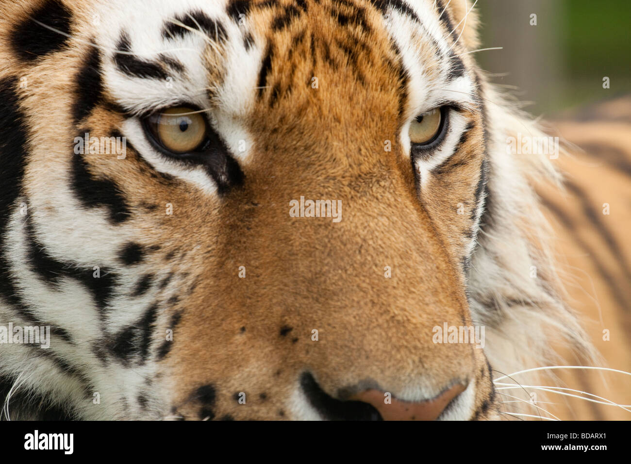 The Face of a Tiger Stock Photo - Alamy