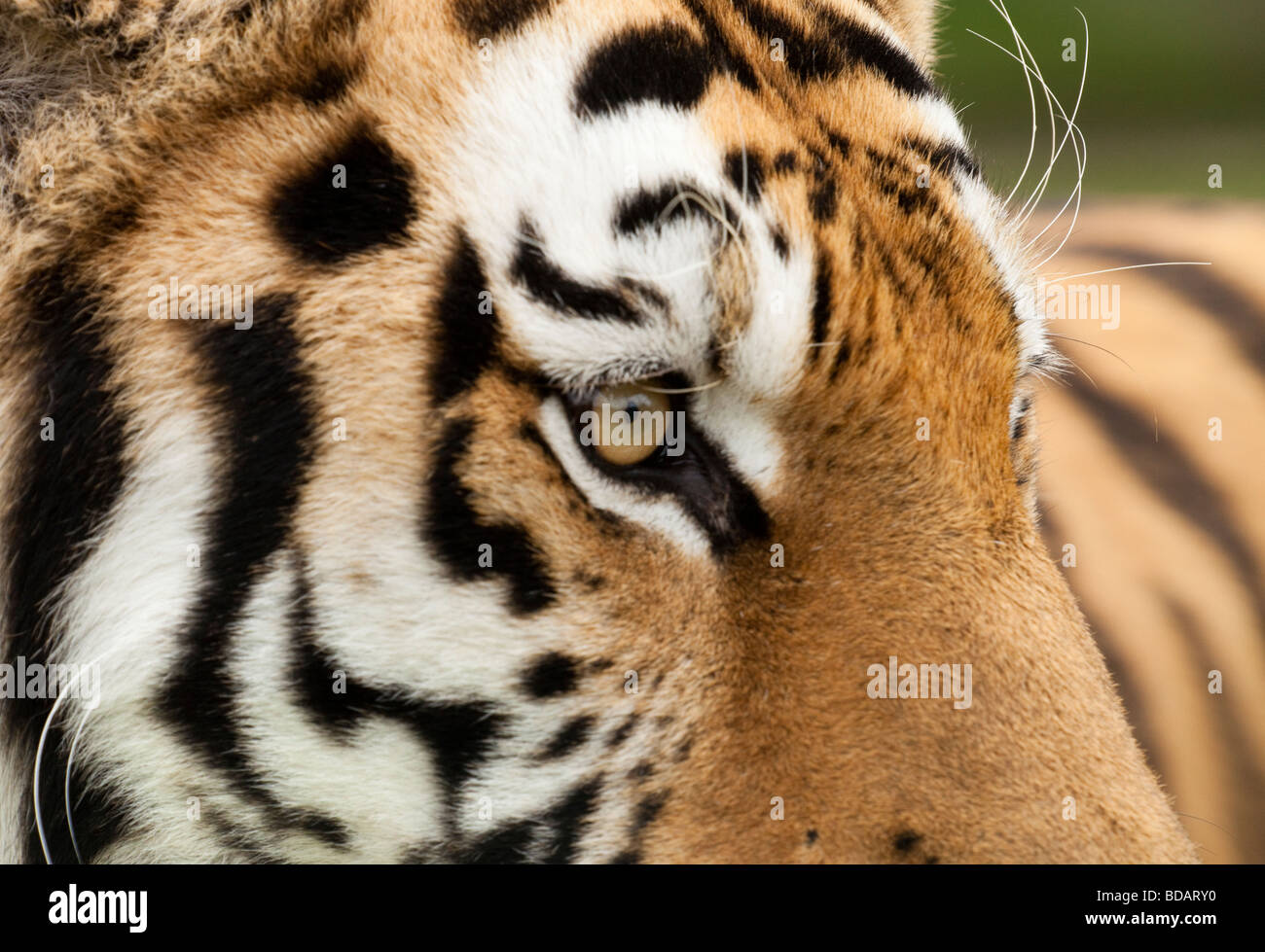 The Face of a Tiger Stock Photo - Alamy