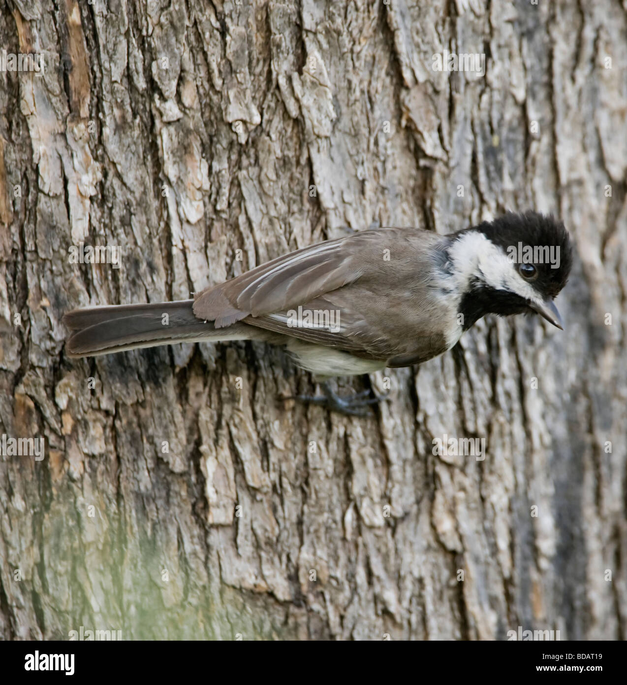 Sombre Tit Parus lugubris on territory in olive grove Turkey Spring ...