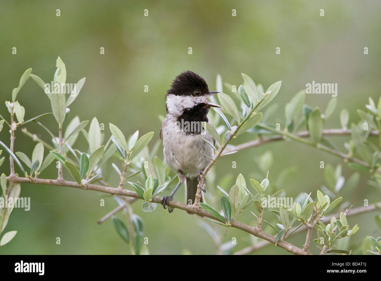 Sombre Tit Parus lugubris on territory in olive grove Turkey Spring ...