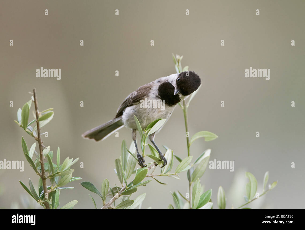 Sombre Tit Parus lugubris on territory in olive grove Turkey Spring ...