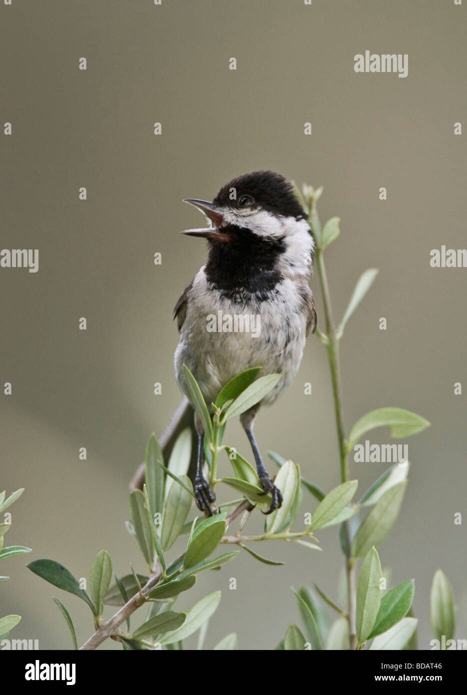 Sombre Tit Parus lugubris on territory in olive grove Turkey Spring ...