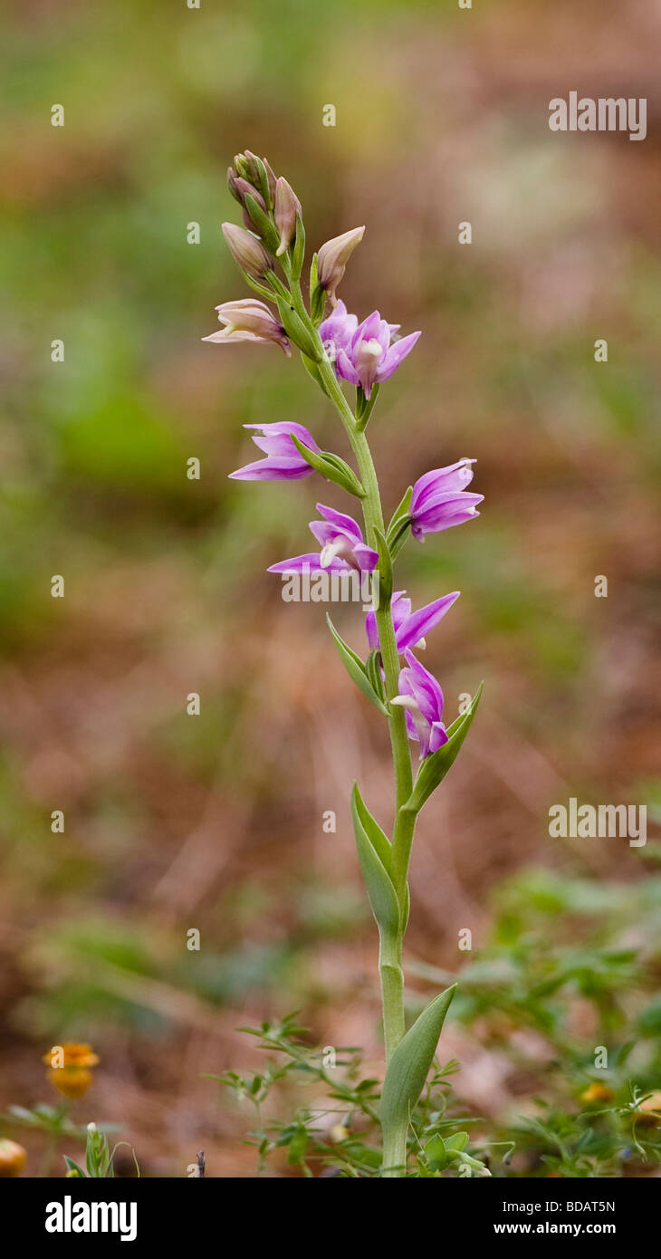Red Helleborine Cephalanthere rubra in flower Stock Photo - Alamy